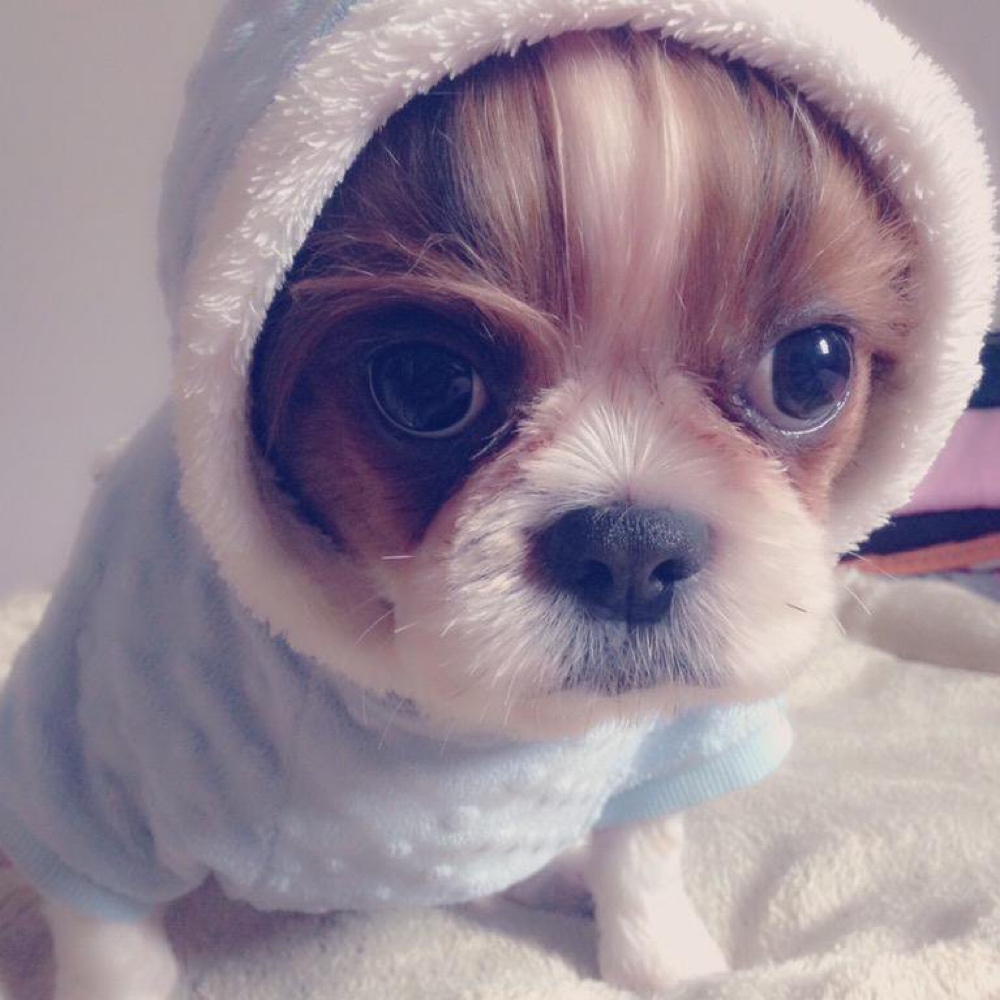 Cava Tzu Mix Dog Breed - The Cutest Cava Tzu Mix Photos