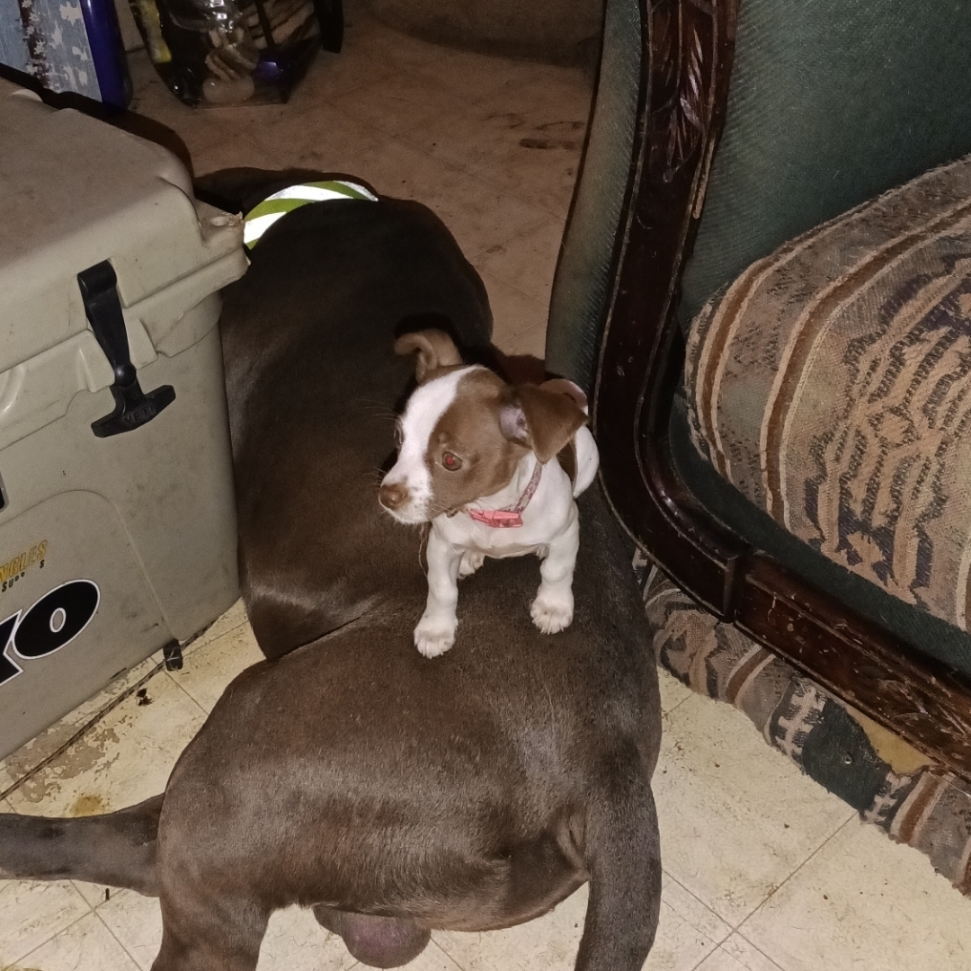 Toy Rat Terrier Mix Dog Breed - The Cutest Toy Rat Terrier Mix Photos