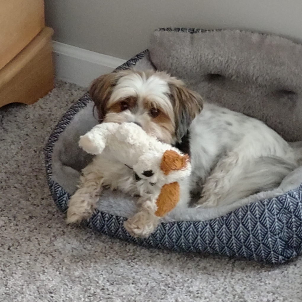 Havanese Mix Dog Breed - The Cutest Havanese Mix Photos