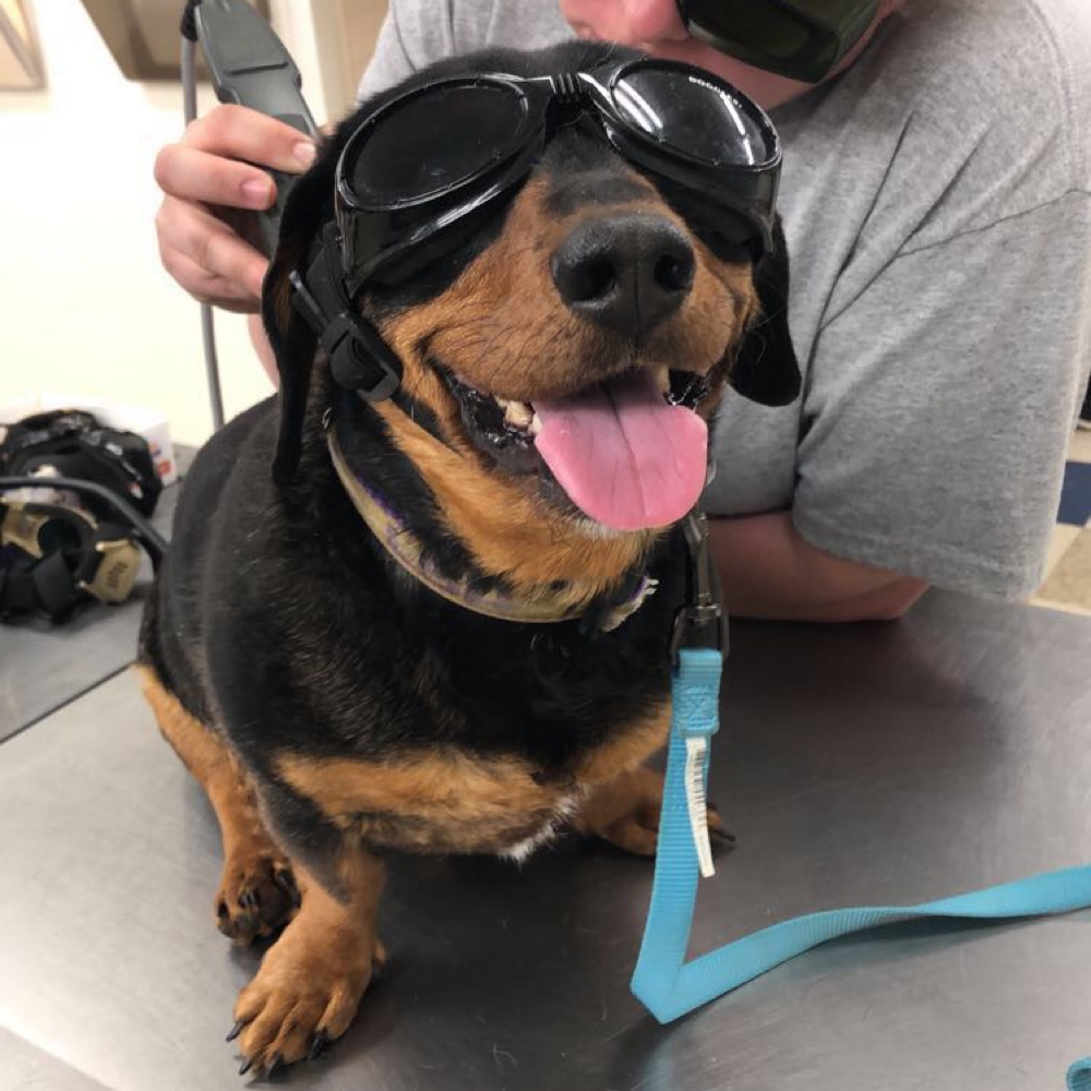 Doxle Mix Dog Breed - The Cutest Doxle Mix Photos