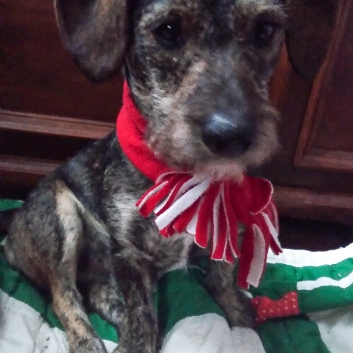 Miniature Schnauzer Mix Dog Breed - The Cutest Miniature Schnauzer Mix ...