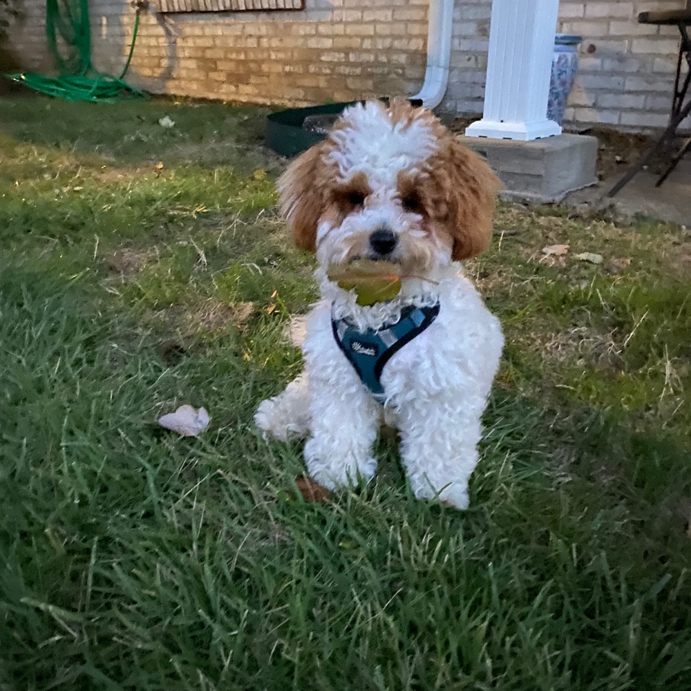 Havachon Mix Dog Breed - The Cutest Havachon Mix Photos