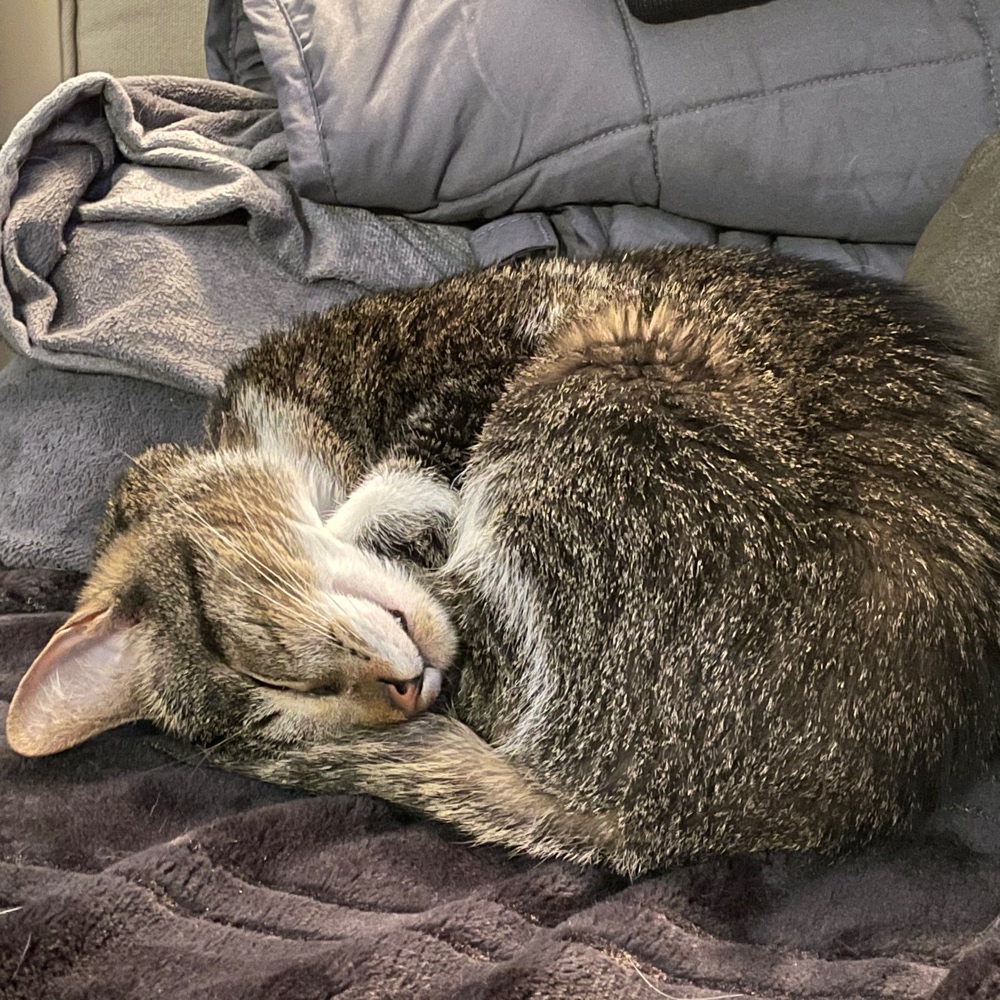 American Wirehair Cat Breed - The Cutest American Wirehair Photos