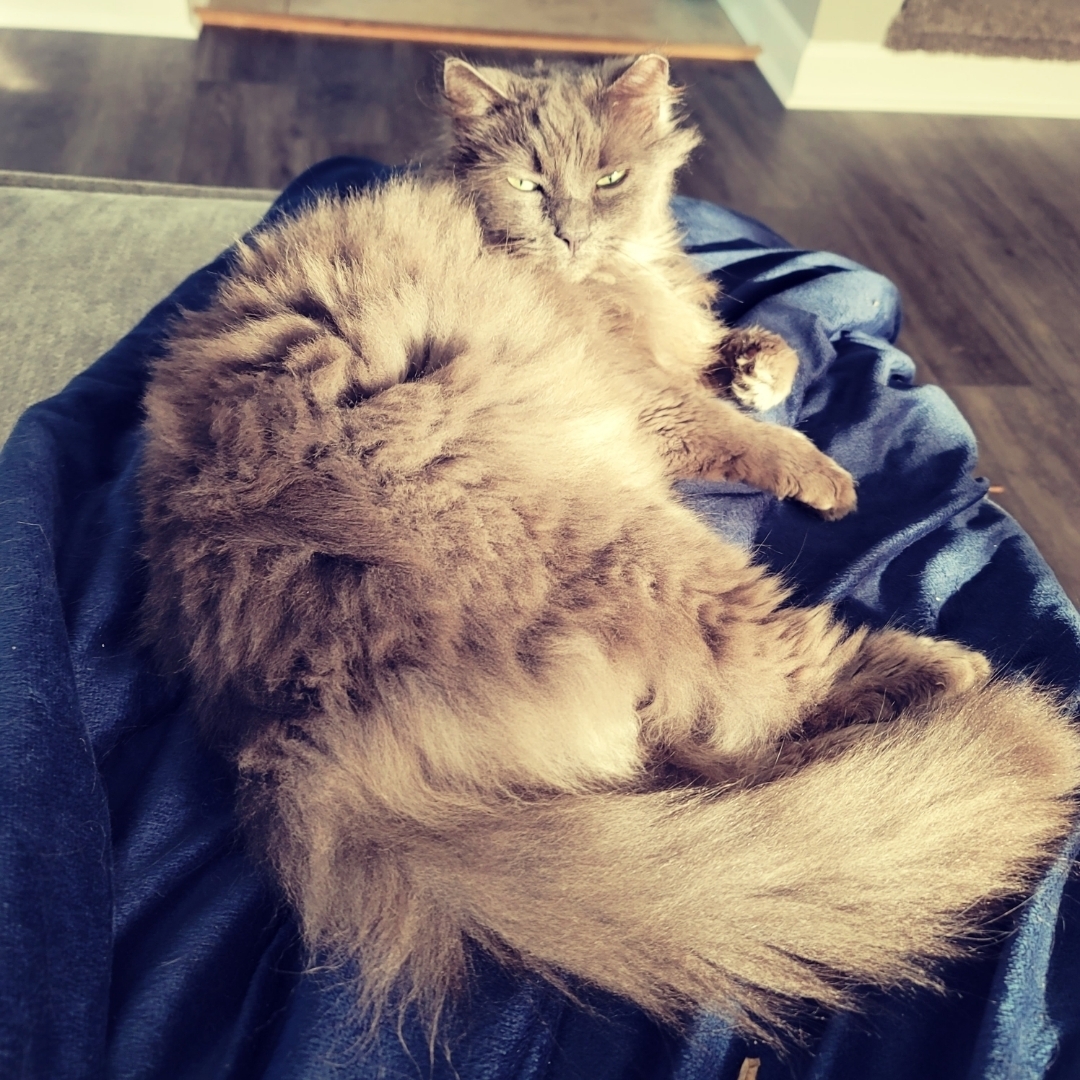 Nebelung Cat Breed - The Cutest Nebelung Photos