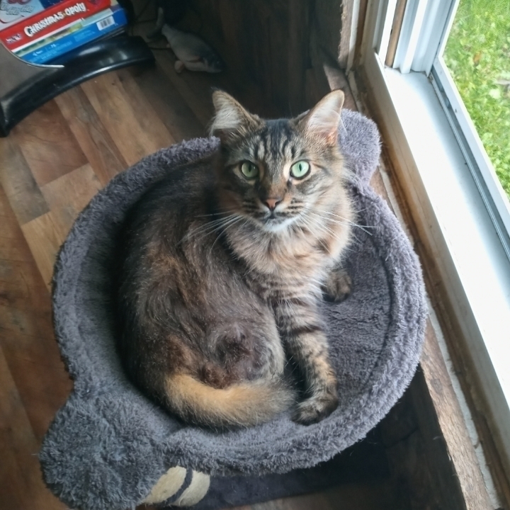 Unknown Cat Breed - The Cutest Unknown Photos