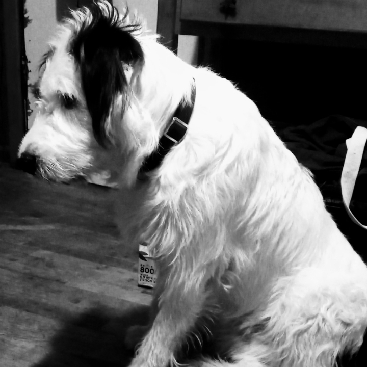 Airedale Terrier Dog Breed - The Cutest Airedale Terrier Photos