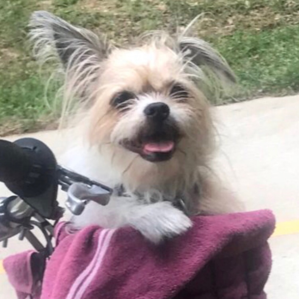 Brussels Griffon Mix Dog Breed - The Cutest Brussels Griffon Mix Photos