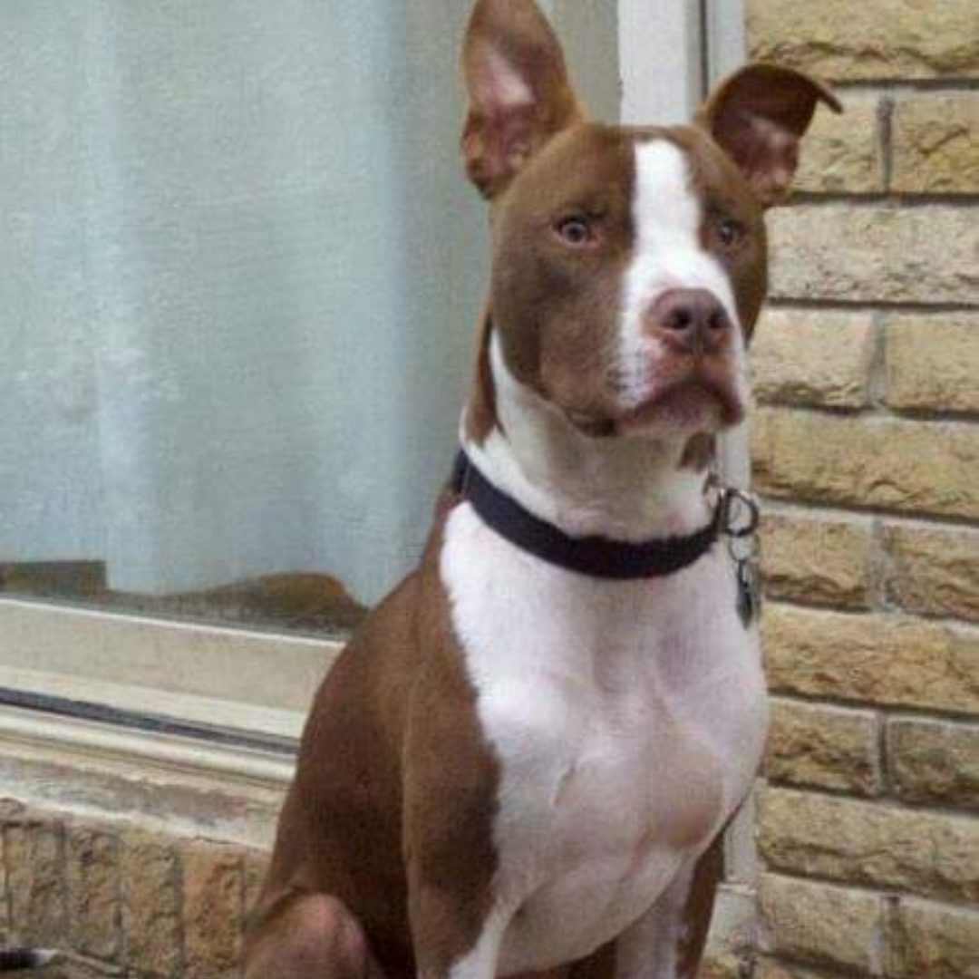 Great Dane Mix Dog Breed - The Cutest Great Dane Mix Photos