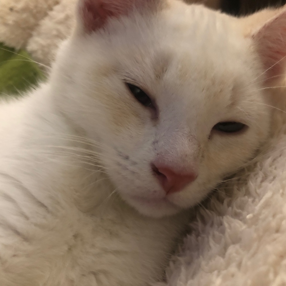 Turkish Angora Cat Breed - The Cutest Turkish Angora Photos