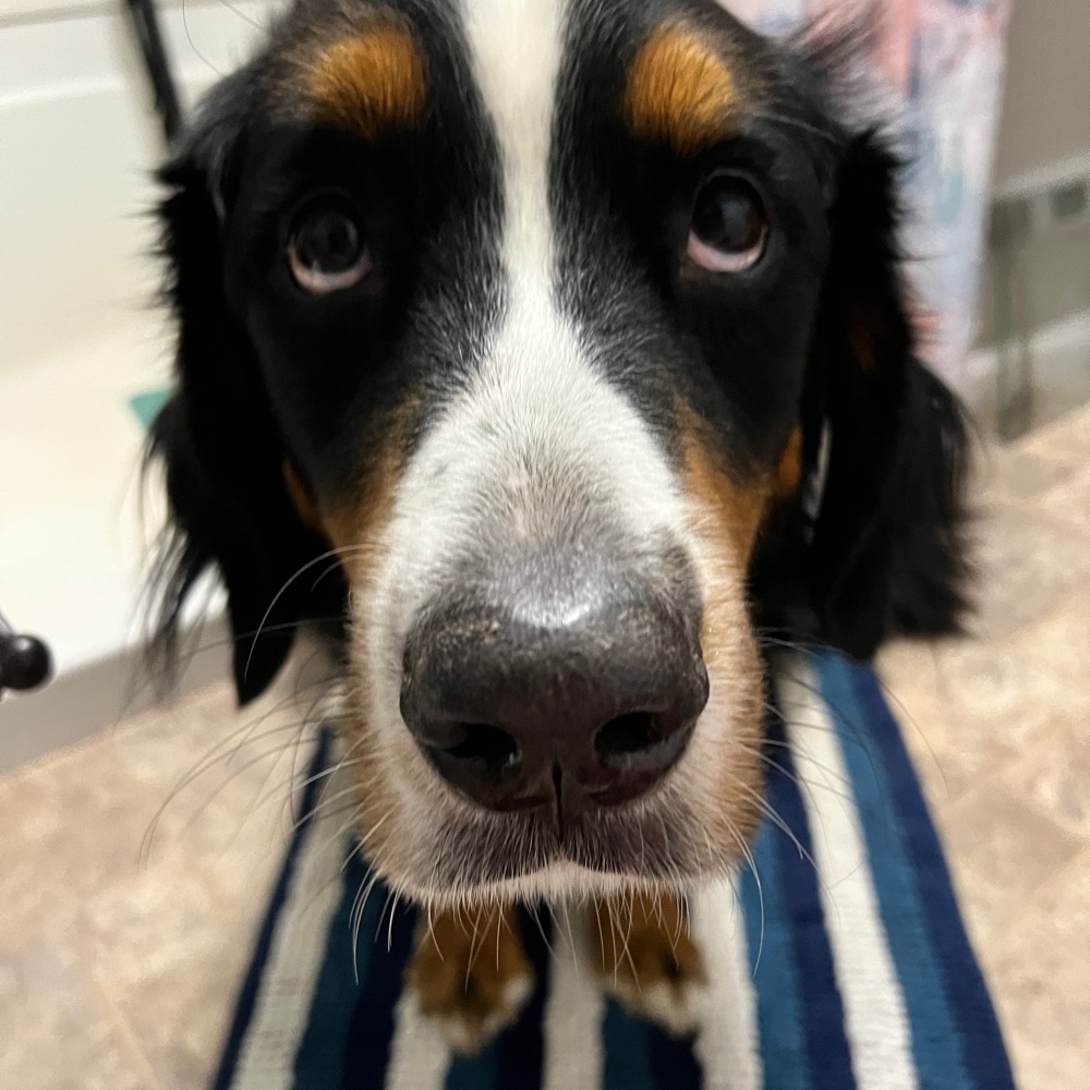 Bernese Mountain Dog Dog Breed - The Cutest Bernese Mountain Dog Photos