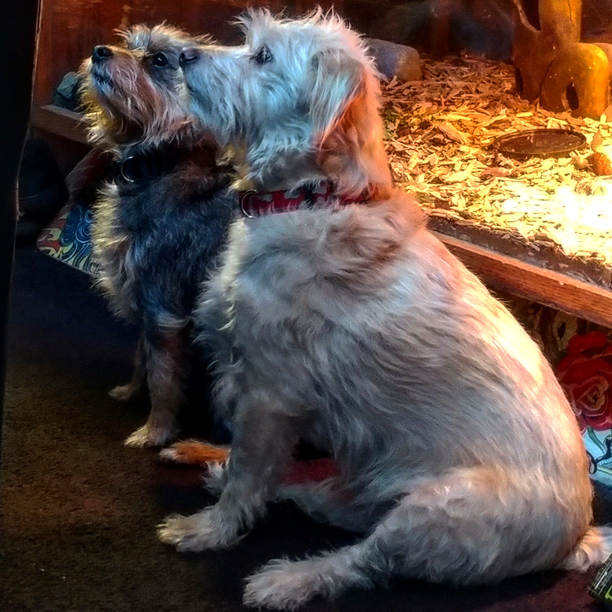 Cockapoo Mix Dog Breed - The Cutest Cockapoo Mix Photos