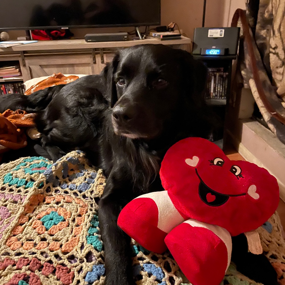 Unknown Dog Breed - The Cutest Unknown Photos