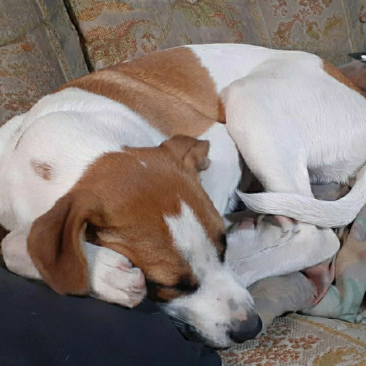 Red Heeler Dog Breed - The Cutest Red Heeler Photos