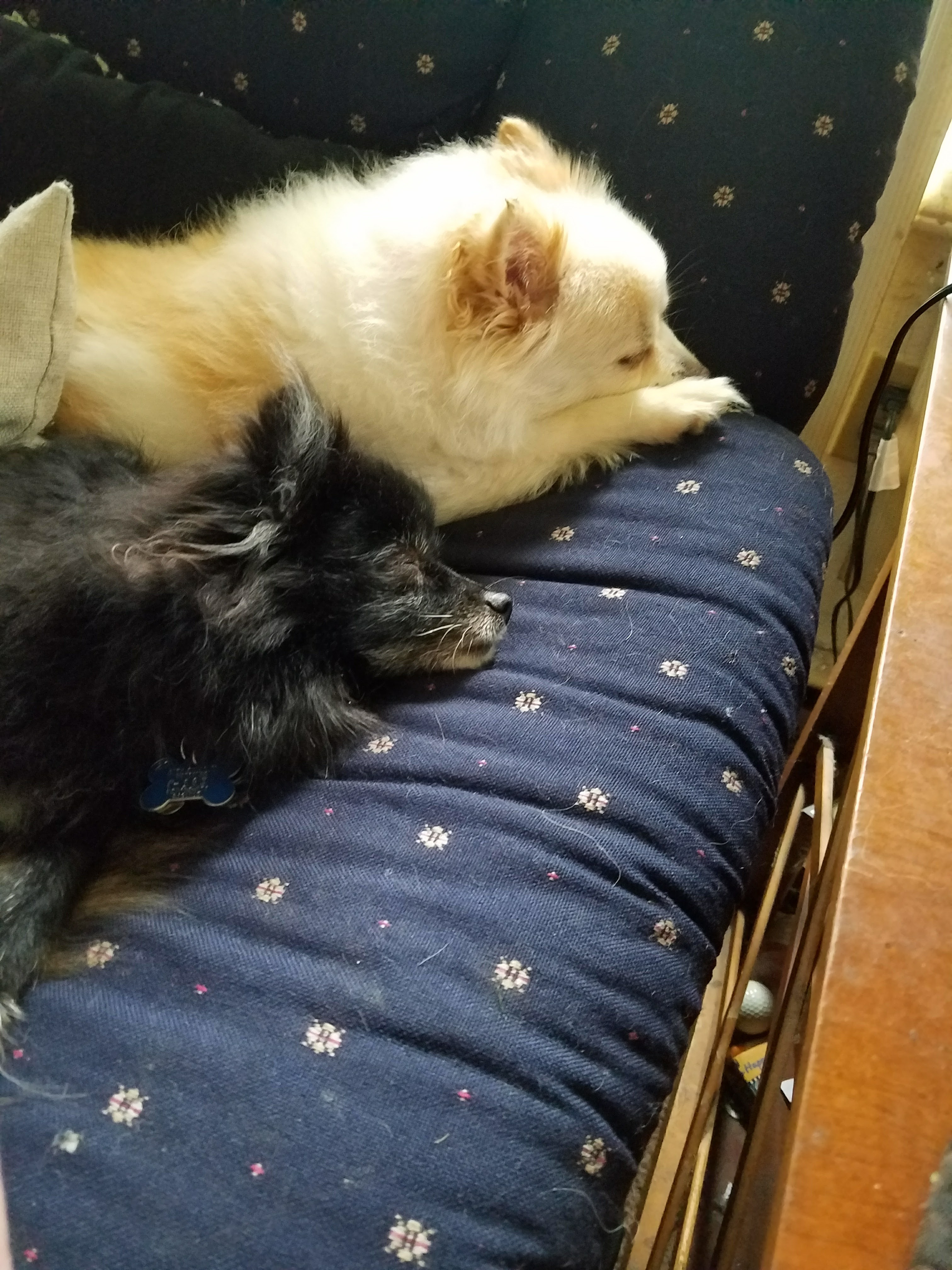 Maltipom Mix Dog Breed - The Cutest Maltipom Mix Photos