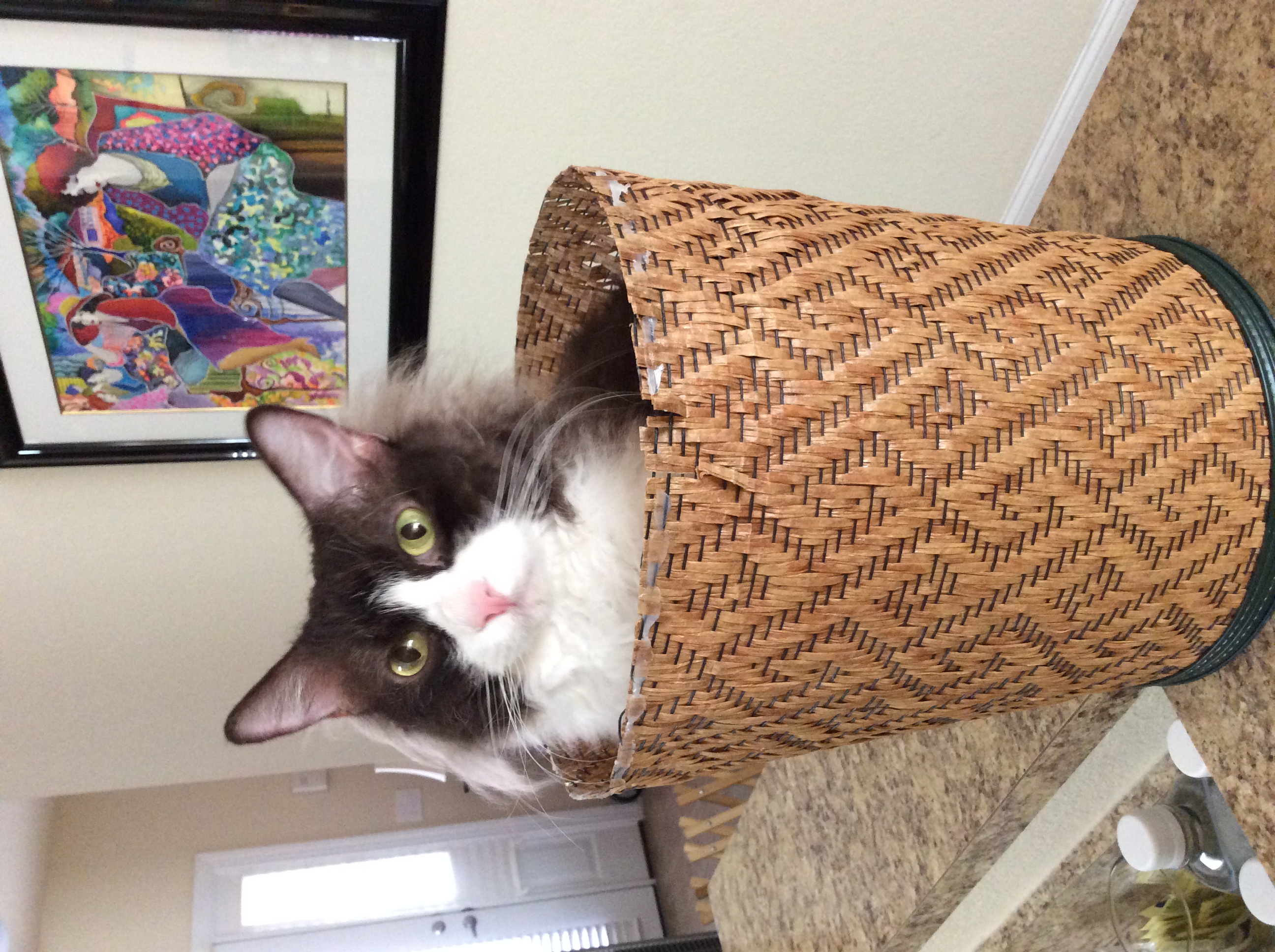 La Perm Cat Breed - The Cutest La Perm Photos