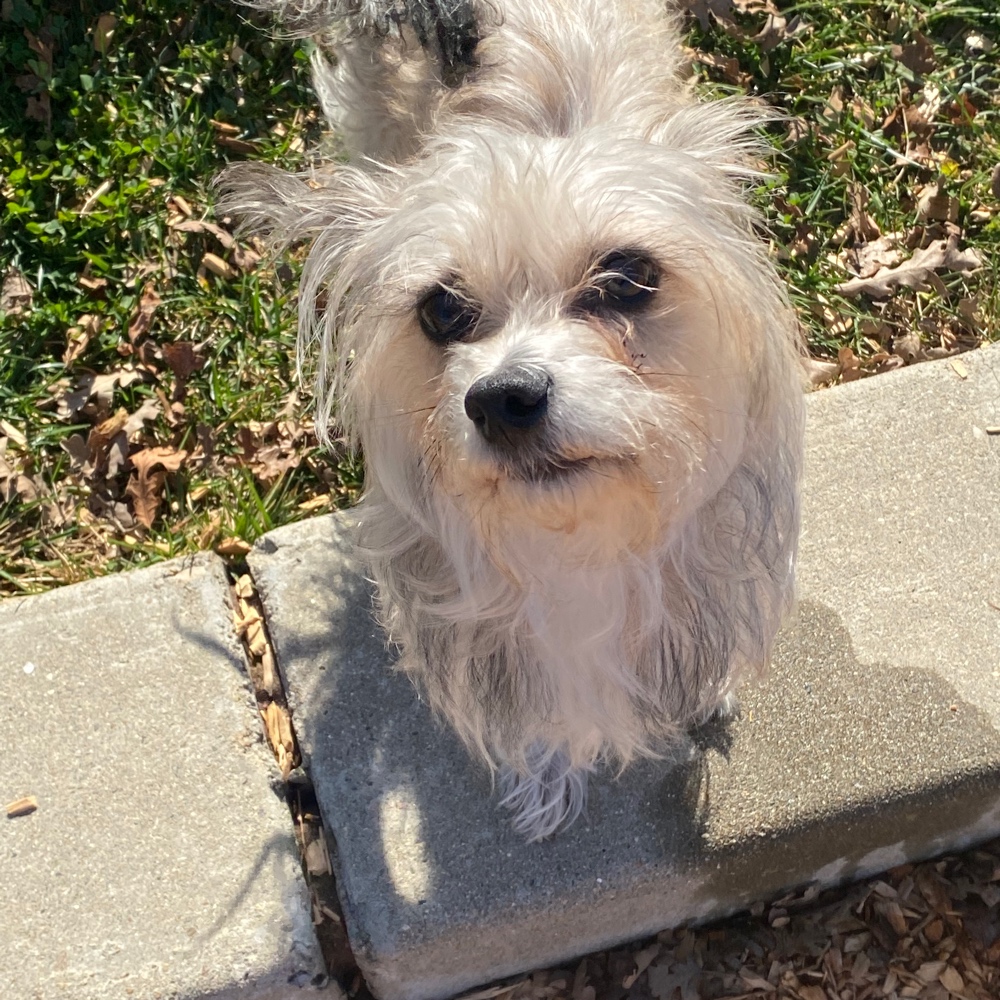 Shi Chi Mix Dog Breed - The Cutest Shi Chi Mix Photos