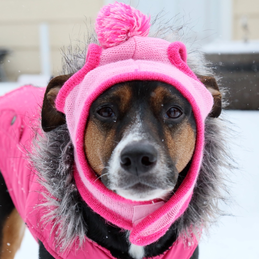 Miniature Pinscher Dog Breed - The Cutest Miniature Pinscher Photos