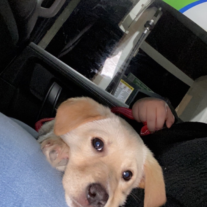 Pyrador Mix Dog Breed - The Cutest Pyrador Mix Photos