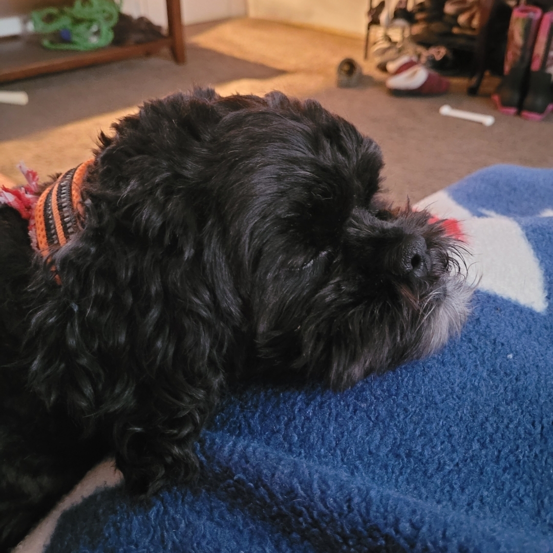 Shi Chi Dog Breed - The Cutest Shi Chi Photos