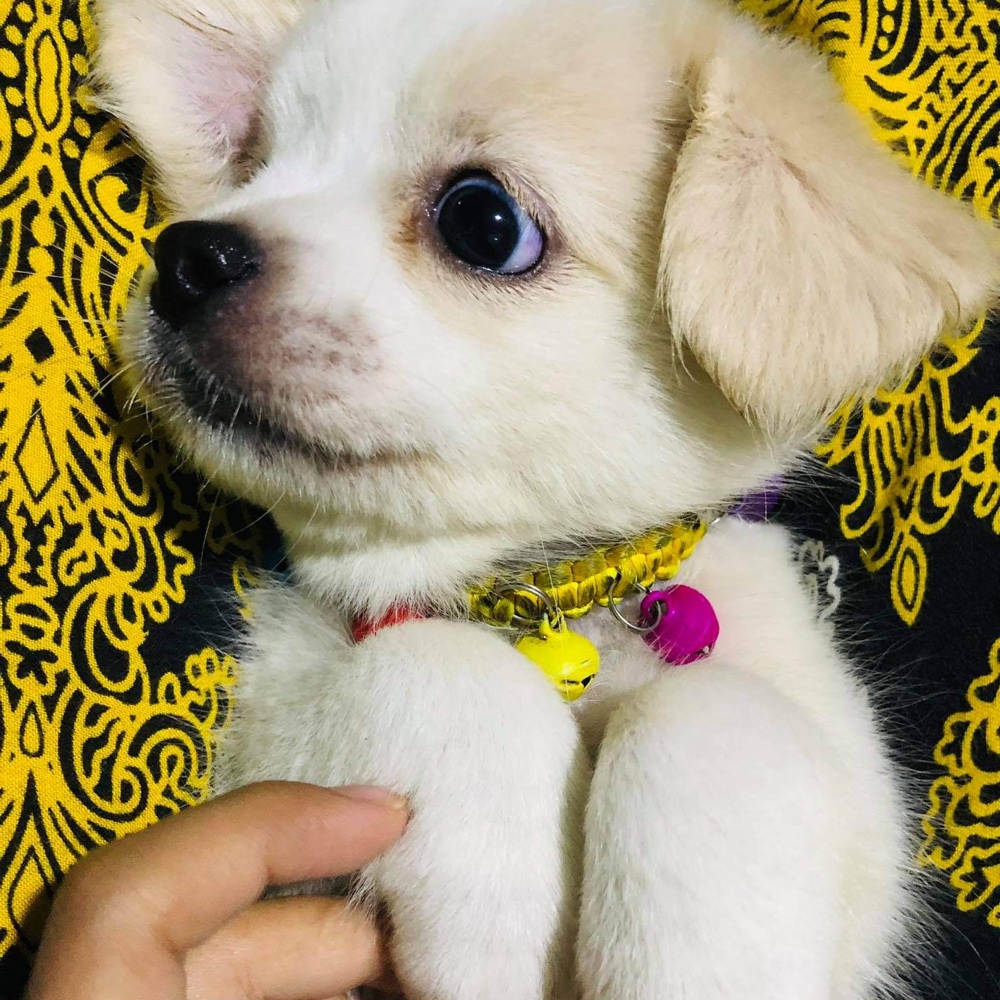 Boykin Spaniel Dog Breed - The Cutest Boykin Spaniel Photos