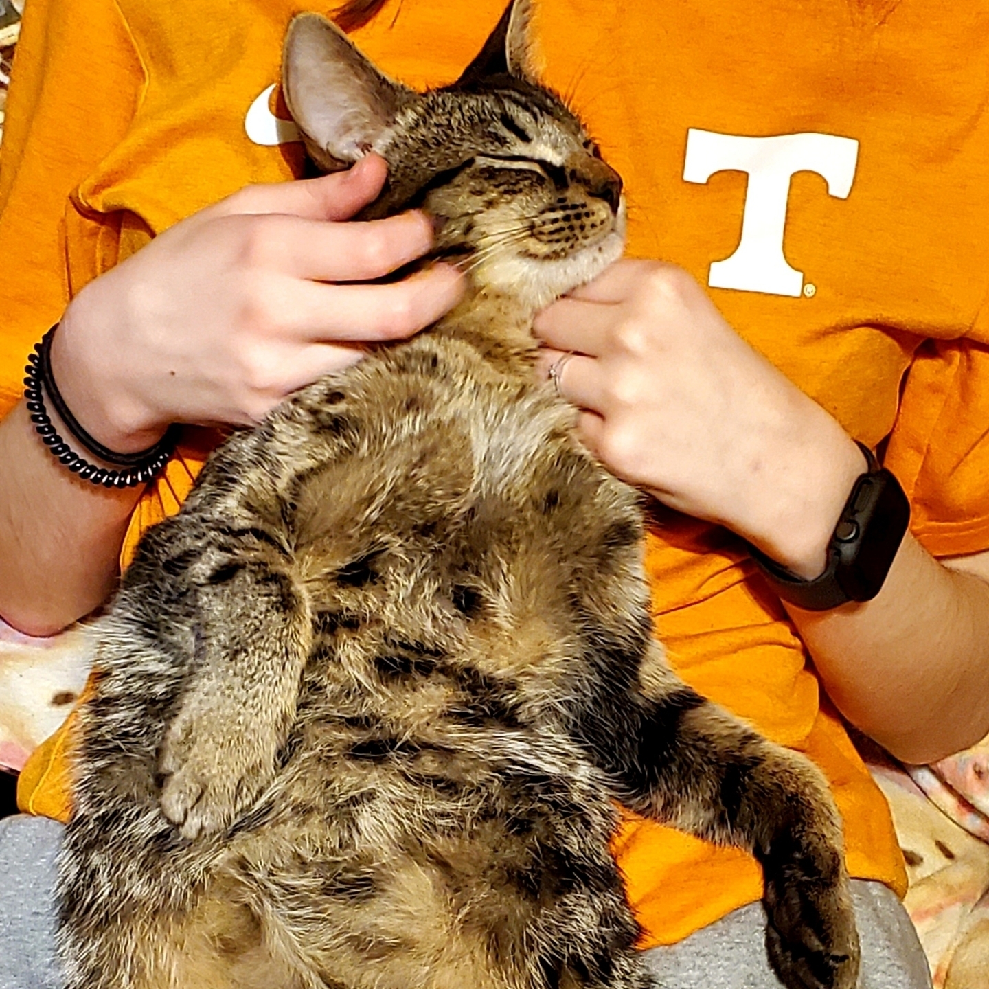 American Bobtail Mix Cat Breed - The Cutest American Bobtail Mix Photos