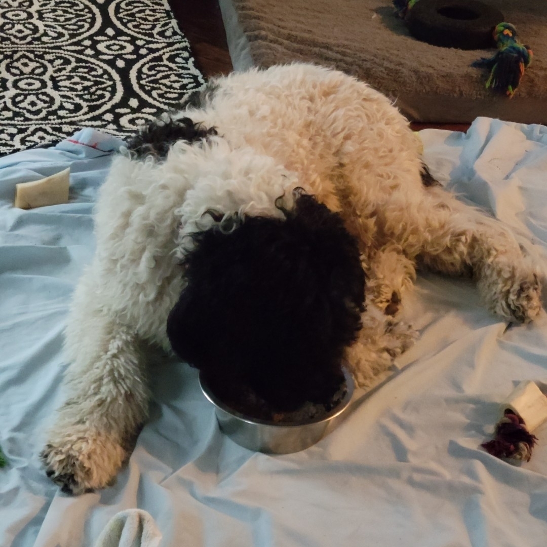 Newfypoo Dog Breed - The Cutest Newfypoo Photos
