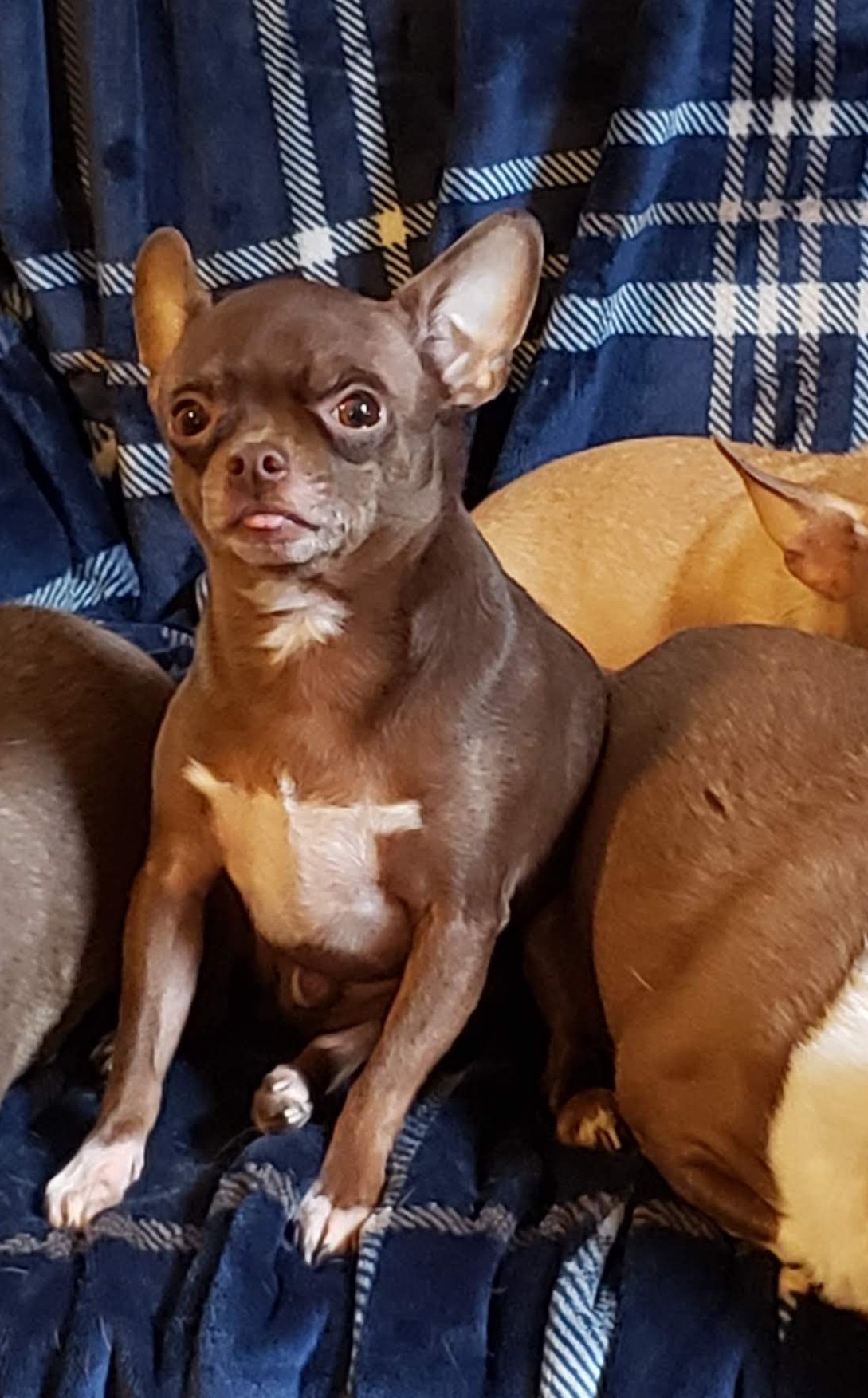 Parson Russell Terrier Mix Dog Breed - The Cutest Parson Russell ...