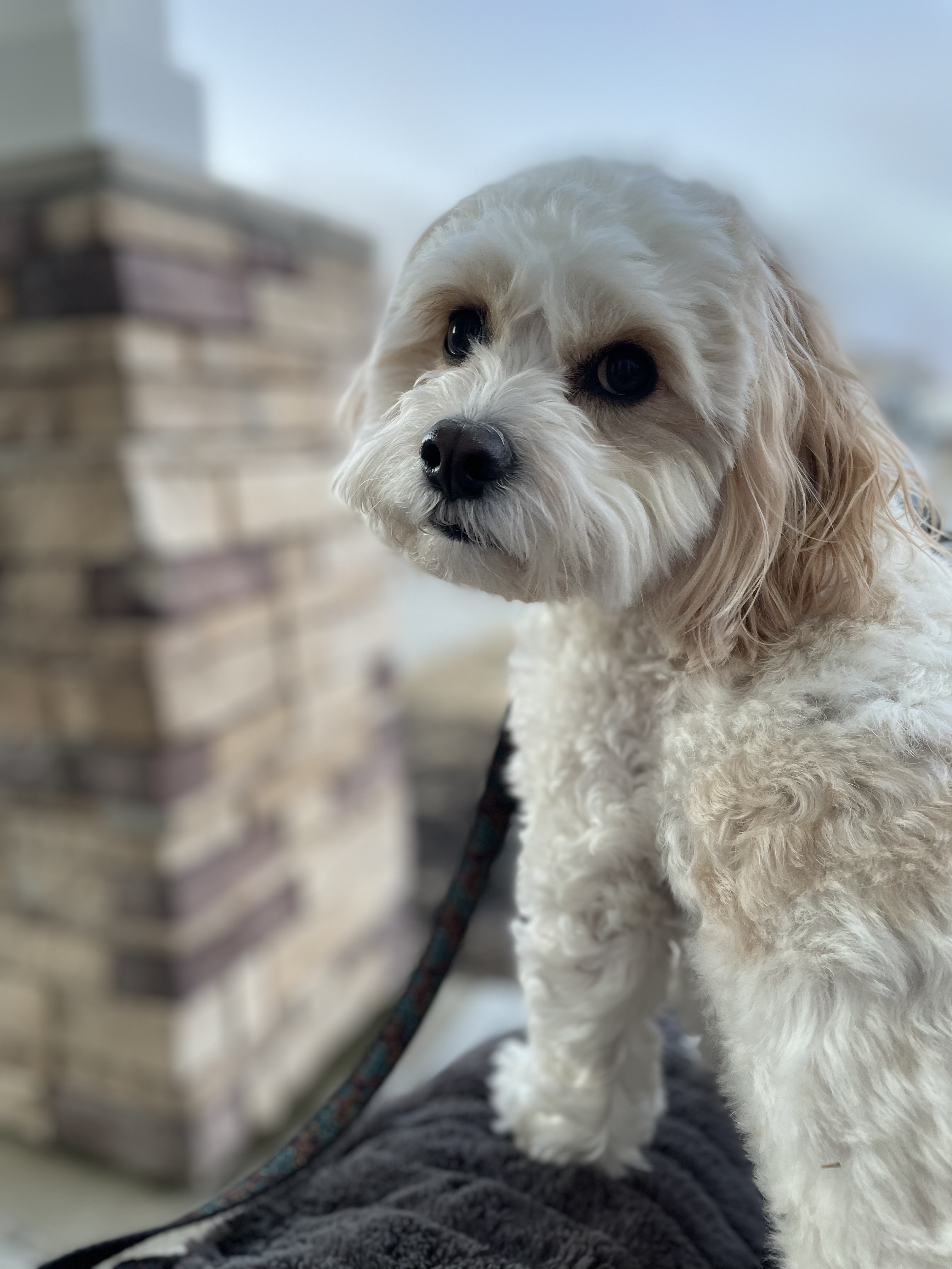 What Is A Cavachon A Mix Of