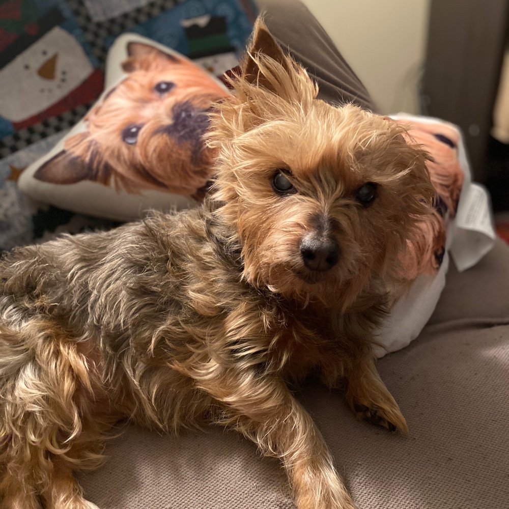 Australian Silky Terrier Dog Breed - The Cutest Australian Silky ...