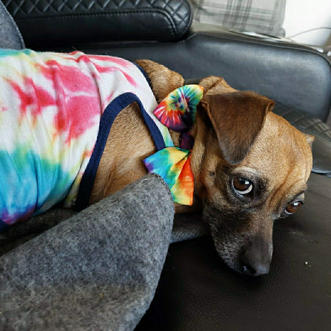 Chiweenie Dog Breed - The Cutest Chiweenie Photos