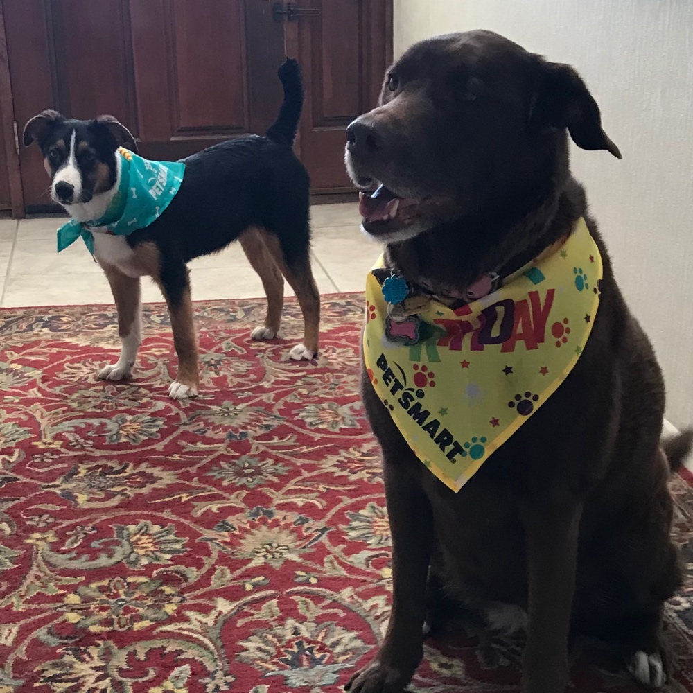 Chocolate Labrador Retriever Mix Dog Breed - The Cutest Chocolate ...