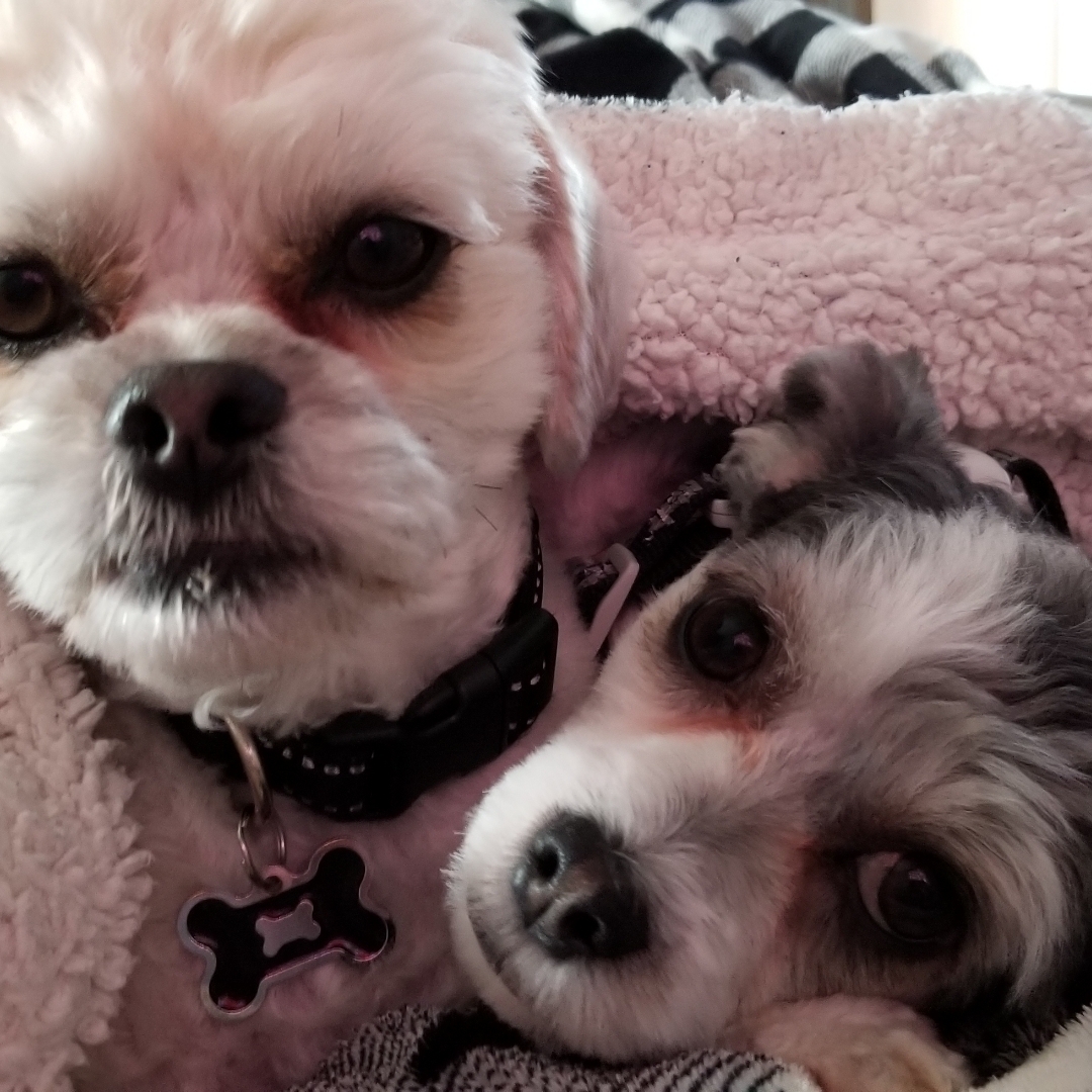 Peekapoo Mix Dog Breed - The Cutest Peekapoo Mix Photos