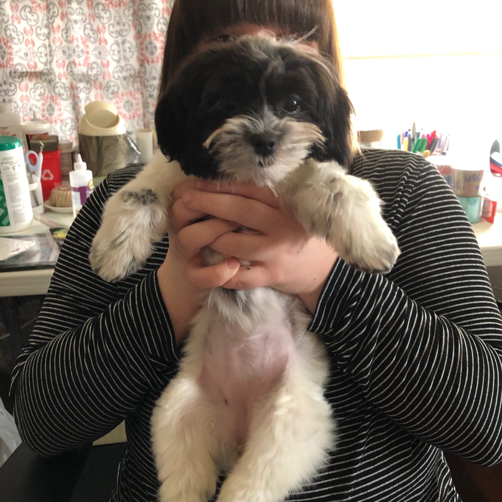 Mal Shi Dog Breed - The Cutest Mal Shi Photos