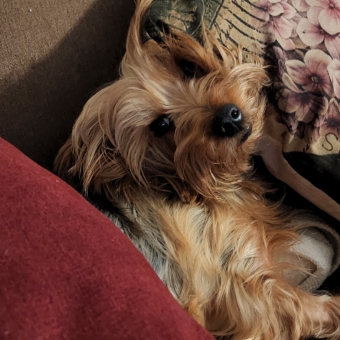 Yorktese Mix Dog Breed - The Cutest Yorktese Mix Photos