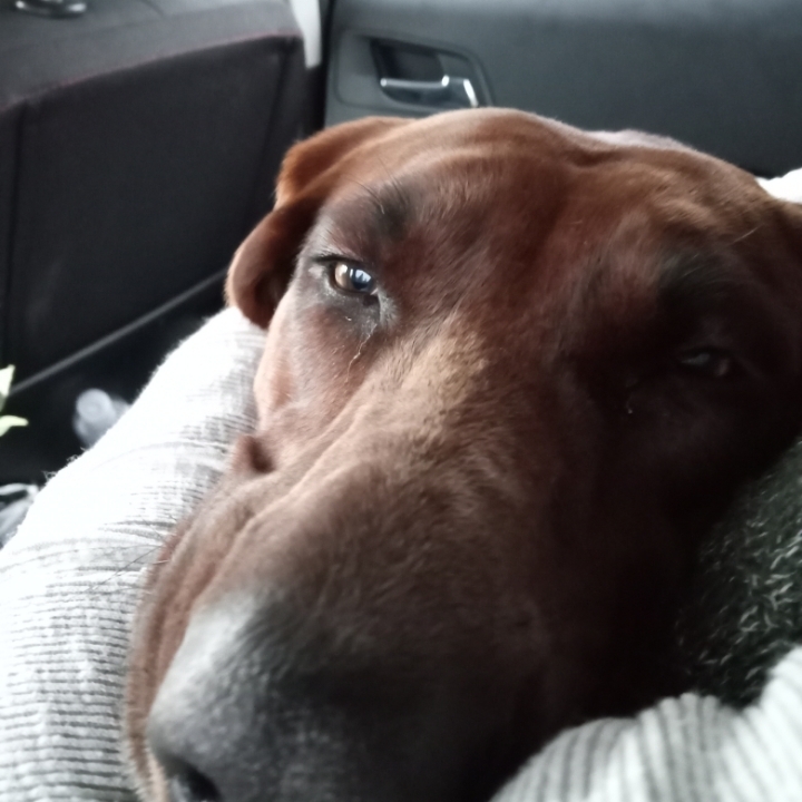 Redbone Coonhound Dog Breed - The Cutest Redbone Coonhound Photos