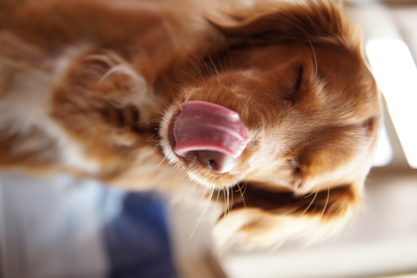 Nova Scotia Duck Tolling Retriever Dog Breed - The Cutest Nova Scotia ...