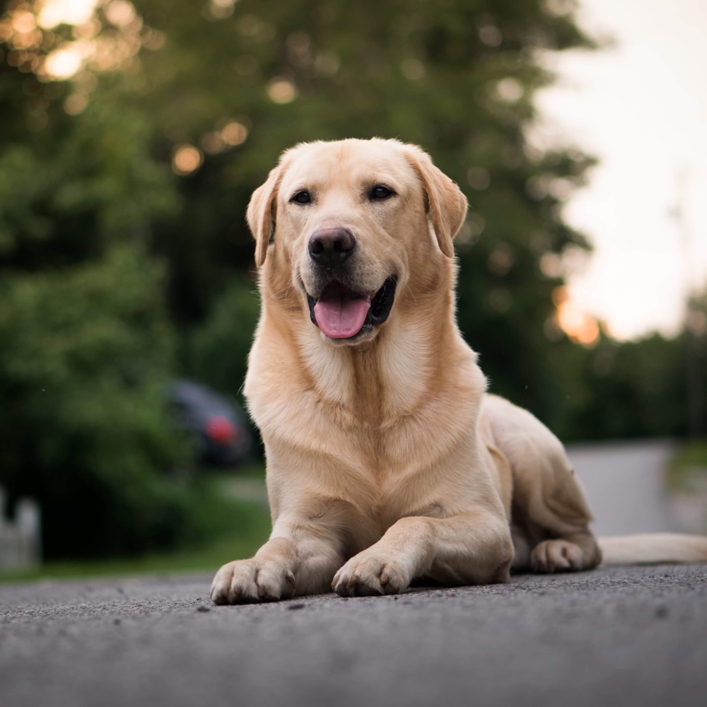 Goldador Dog Breed - The Cutest Goldador Photos