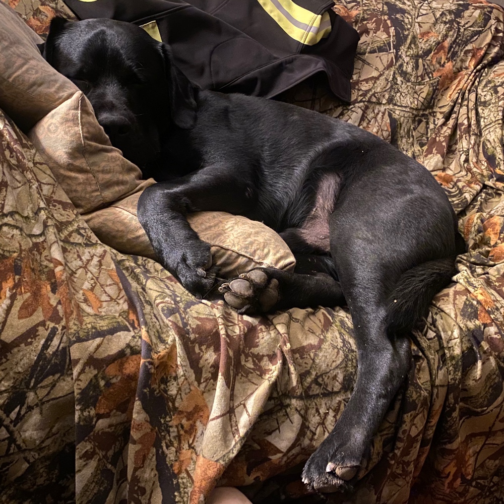 English Labrador Dog Breed - The Cutest English Labrador Photos