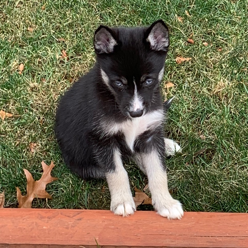 Pomsky Dog Breed - The Cutest Pomsky Photos