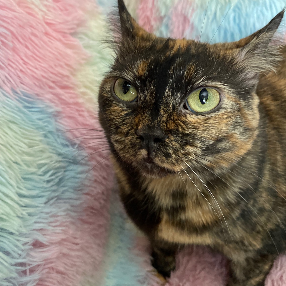 La Perm Mix Cat Breed - The Cutest La Perm Mix Photos