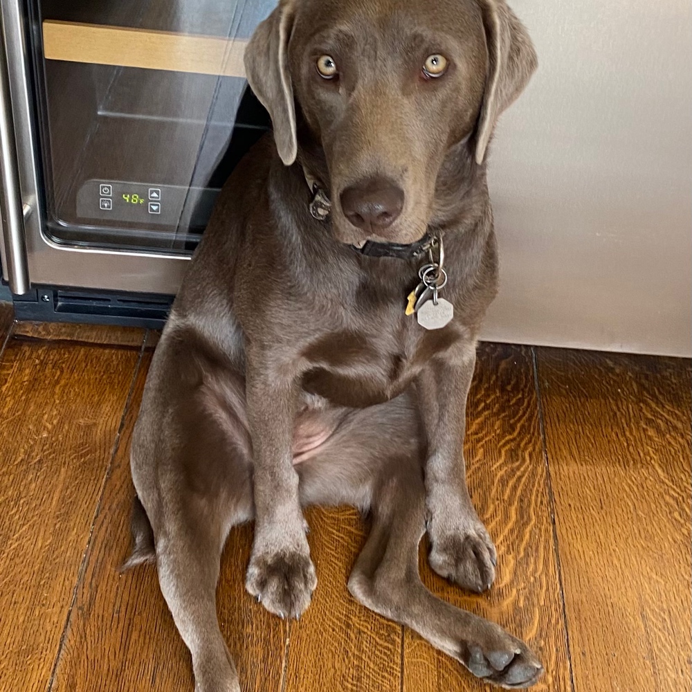 Silver Labrador Retriever Dog Breed - The Cutest Silver Labrador ...