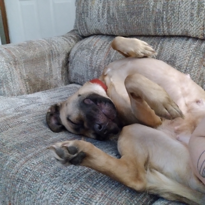 Chow Chow Mix Dog Breed - The Cutest Chow Chow Mix Photos