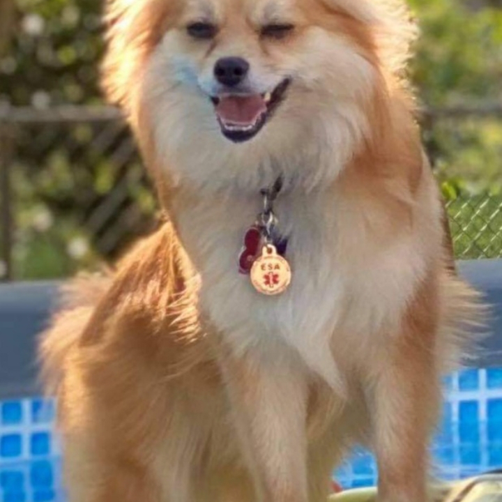 Pomapoo Mix Dog Breed - The Cutest Pomapoo Mix Photos