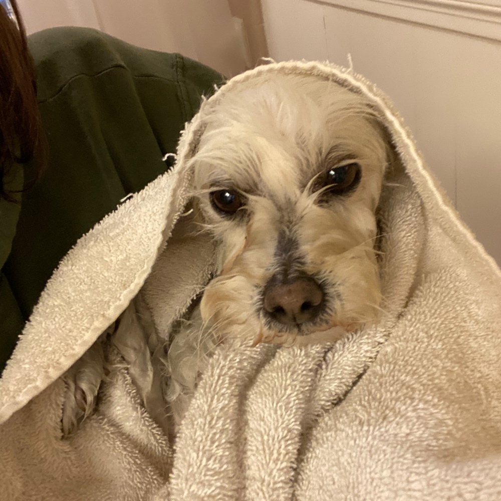 Maltese Mix Dog Breed - The Cutest Maltese Mix Photos