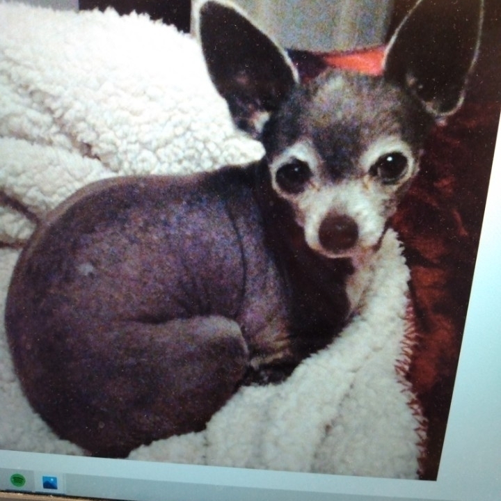 Chinese Crested Mix Dog Breed - The Cutest Chinese Crested Mix Photos