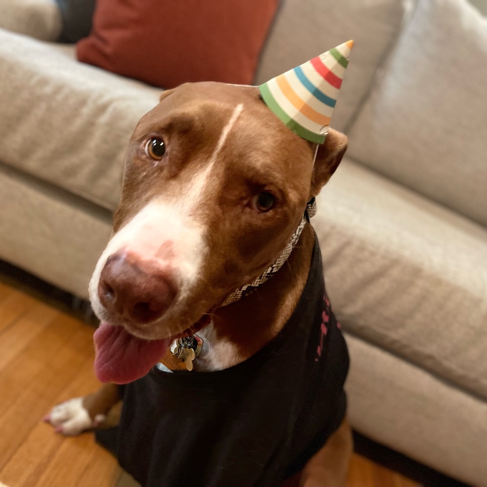 American Staffordshire Terrier Mix Dog Breed - The Cutest American ...