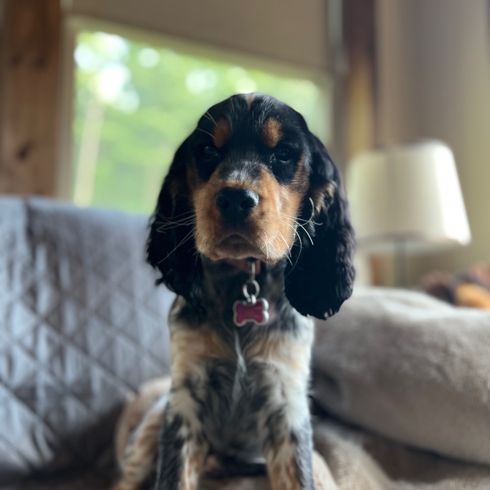 Springer Spaniel Dog Breed - The Cutest Springer Spaniel Photos