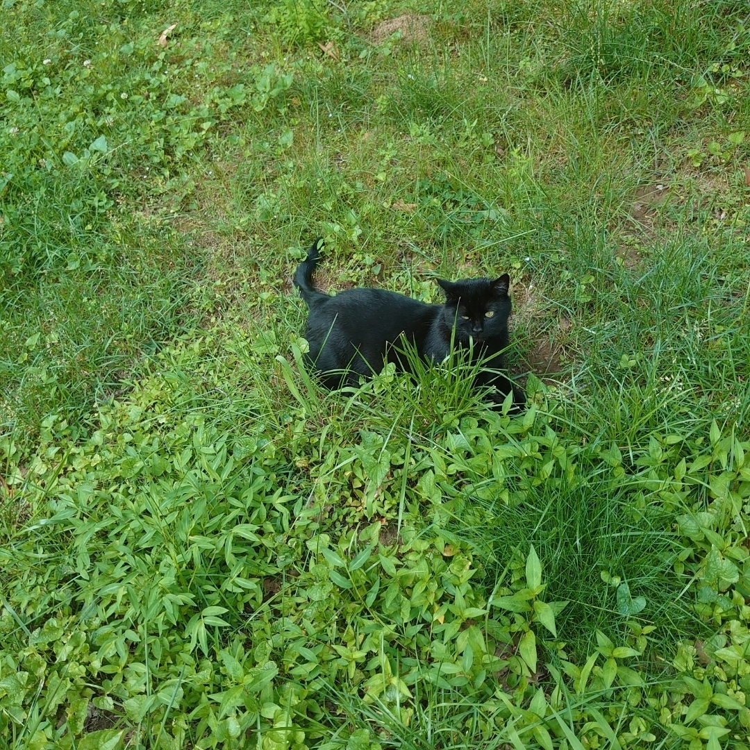 Bombay Mix Cat Breed - The Cutest Bombay Mix Photos