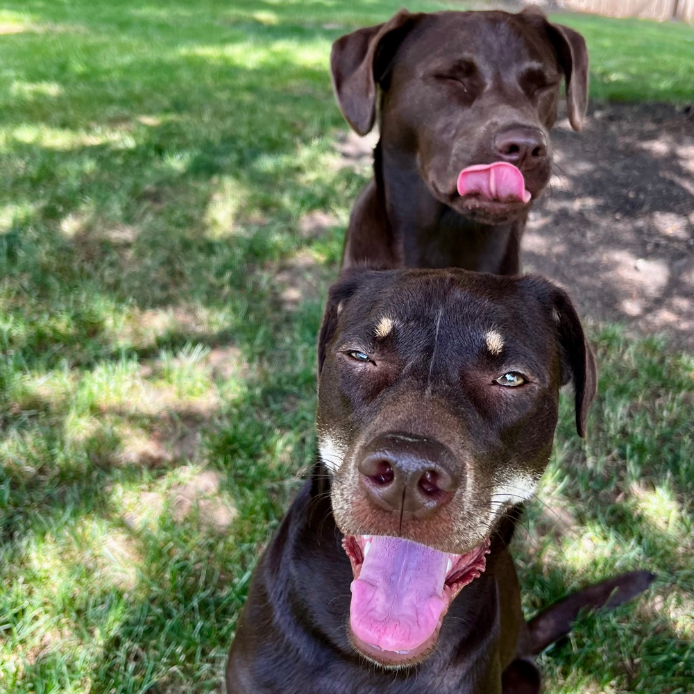 Hound Mix Dog Breed - The Cutest Hound Mix Photos