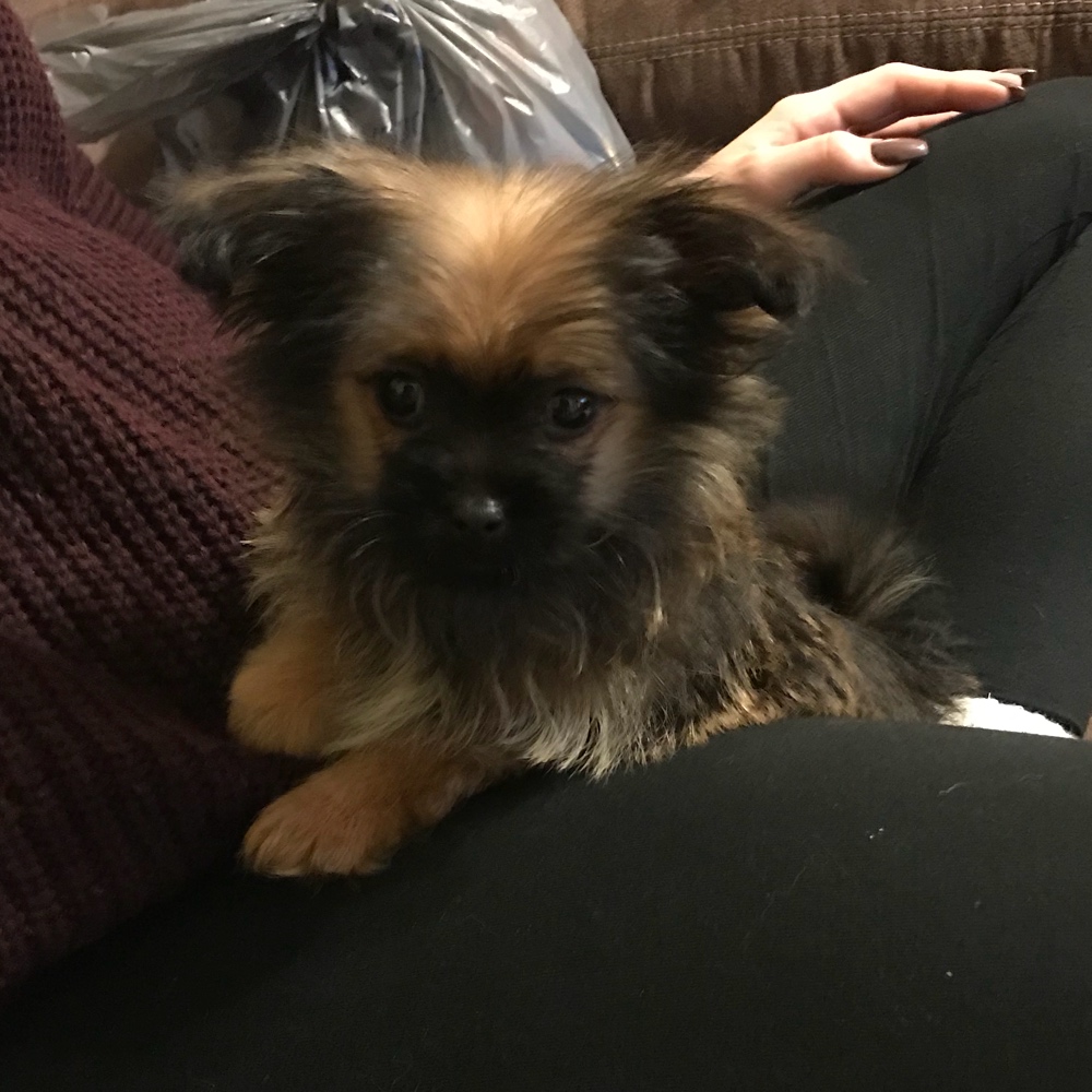 Miniature Pomeranian Mix Dog Breed - The Cutest Miniature Pomeranian ...